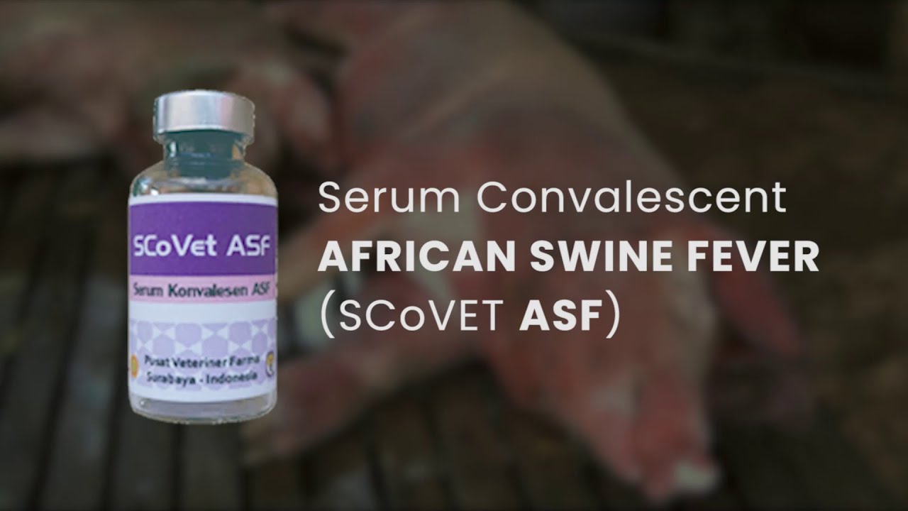 Serum Konvalesen ASF (SCoVet ASF) - YouTube