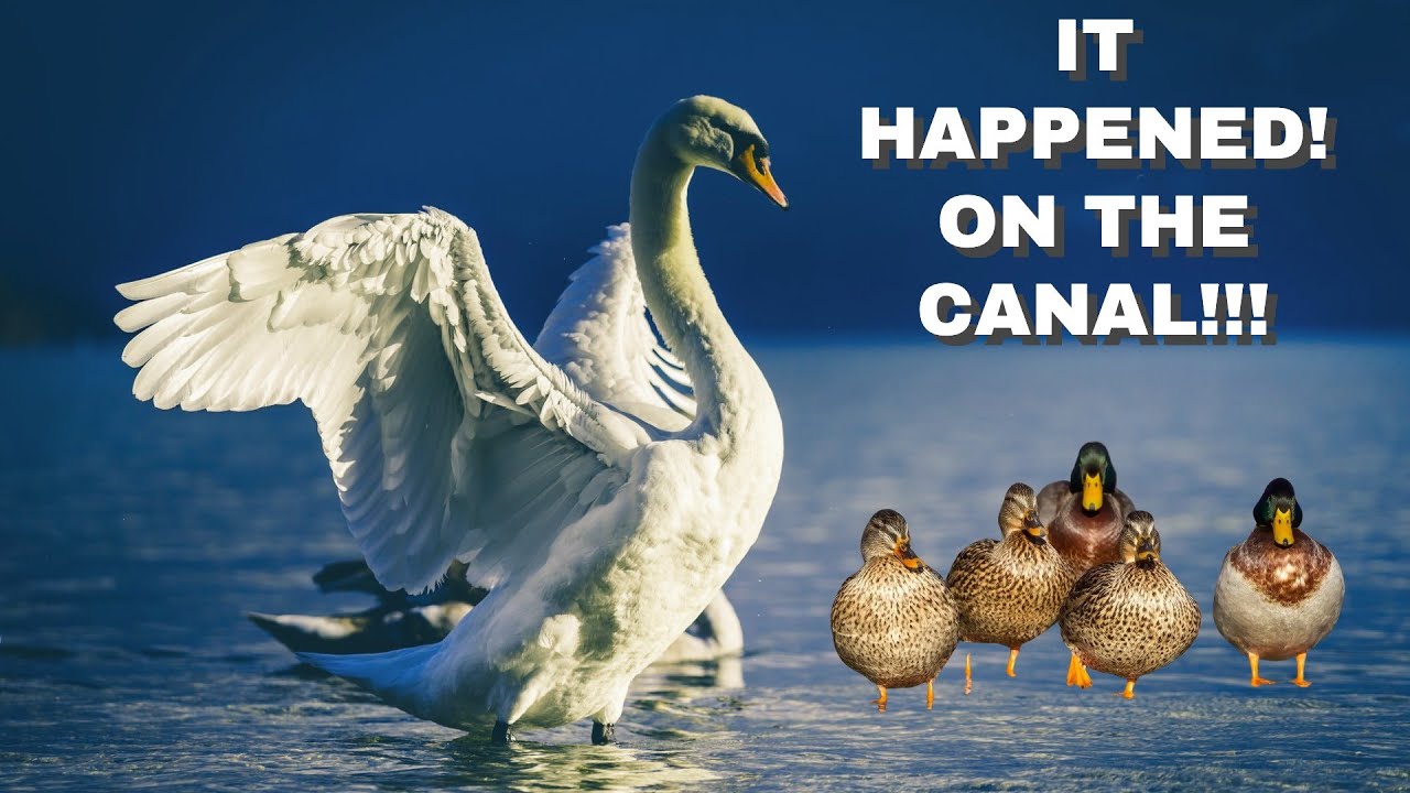 Waterfowl Dance - YouTube