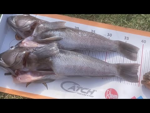 Blue cod and Jock Stewart fishing from a kayak - YouTube