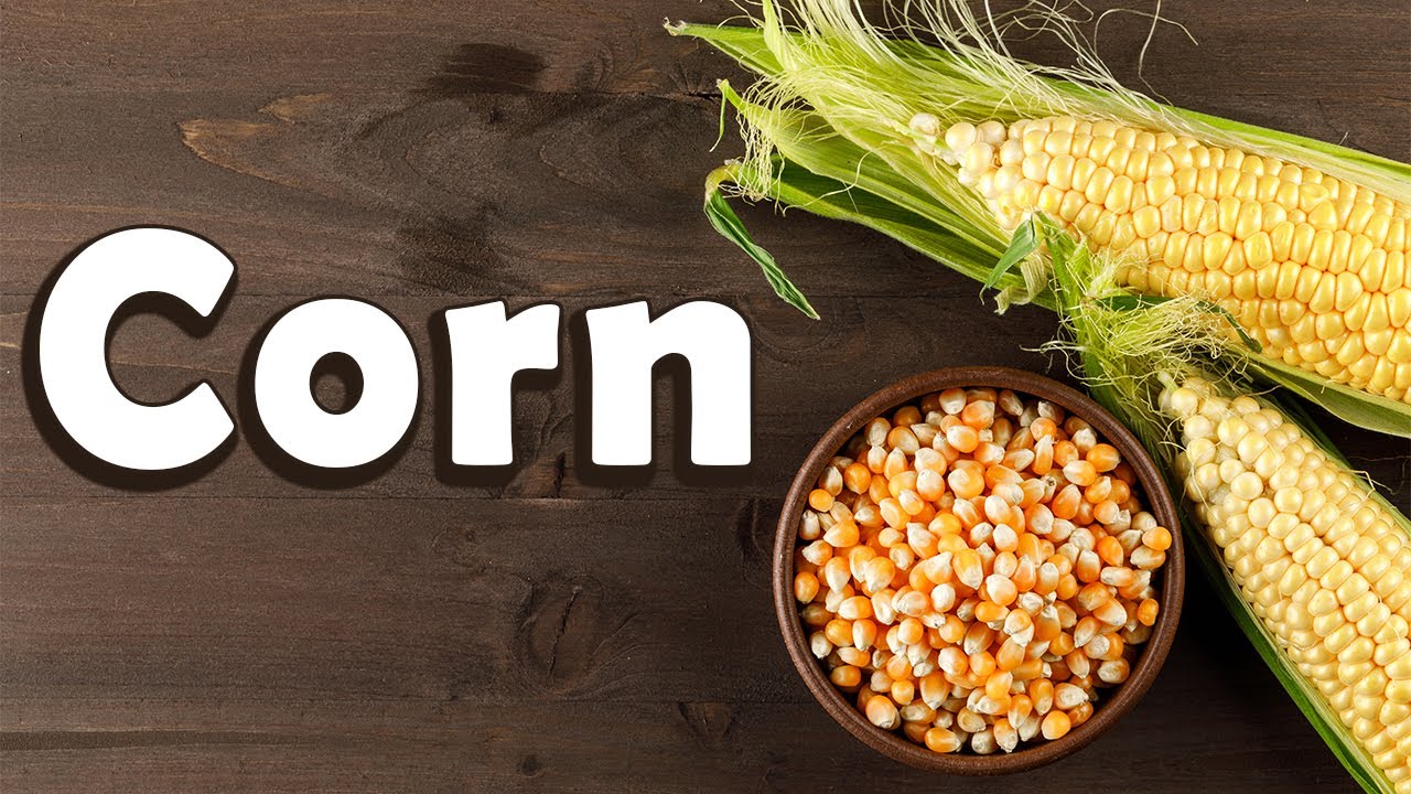Learn Corn for Kids | Learn About Science for Kids - YouTube