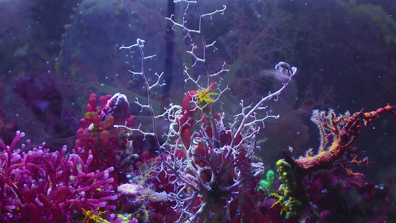 Macroalgae Garden - YouTube