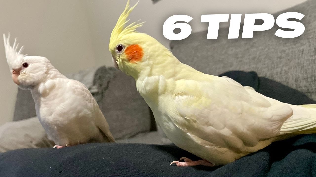 6 Tips On How To Teach Your Bird To Step Up - YouTube