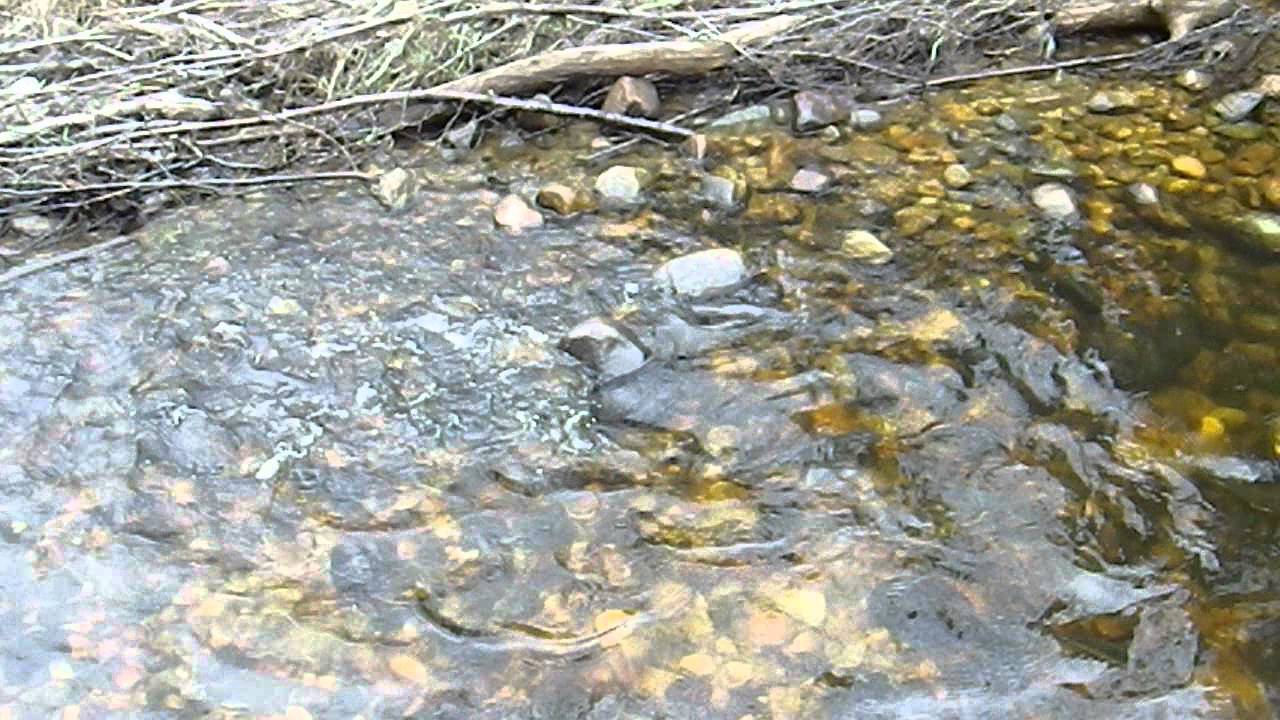 sucker spawn on grassy creek - YouTube