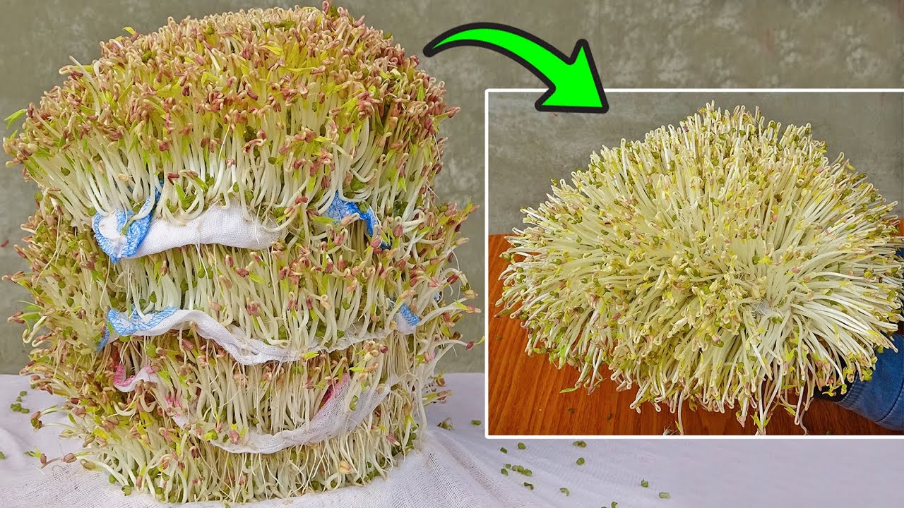 How to grow three-tier bean sprouts in plastic container, easy for ...