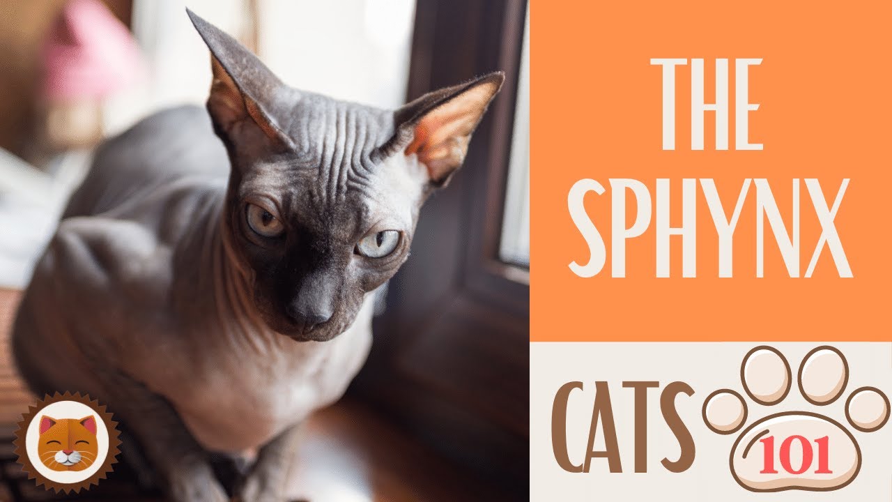 🐱 Cats 101 🐱 SPHYNX CAT - Top Cat Facts about the SPHYNX - YouTube