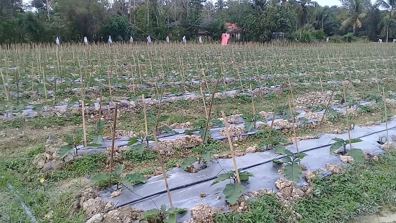 Ladang Terung #Terong #Terung #Eggplant - YouTube