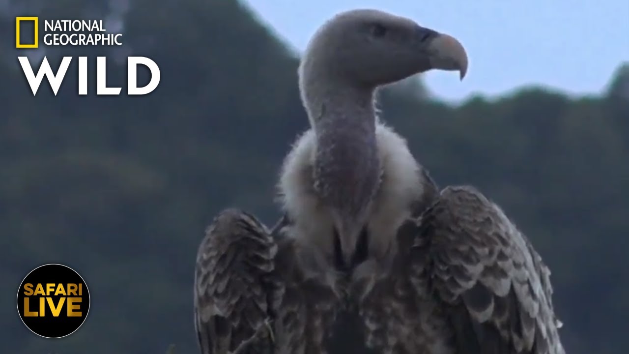 Safari Live - Day 233 | Nat Geo Wild - YouTube
