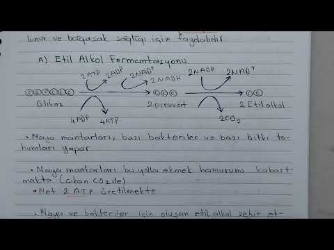 FERMANTASYON,ETİL ALKOL,LAKTİK ASİT