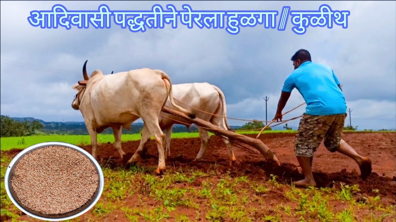 आप्पांनी औत धरायला शिकून पारंपारिक पद्धतीने पेरला हुळगा I Hulga ...