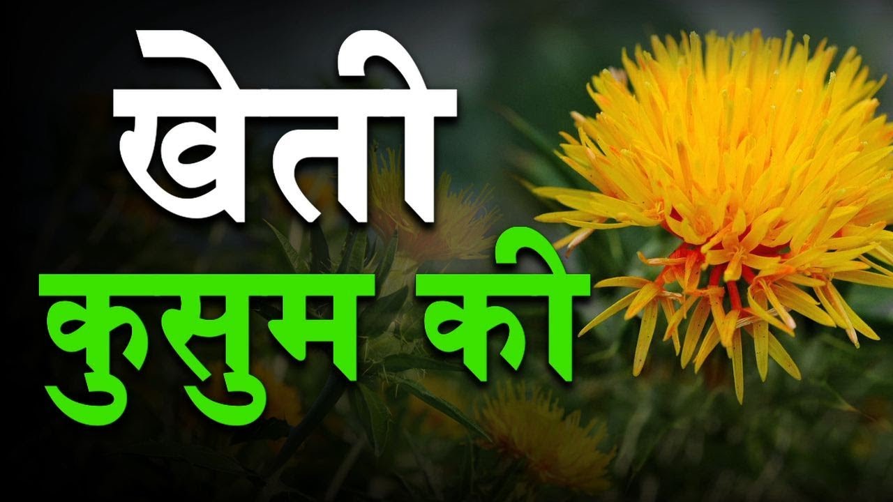 Kisan करें कुसुम की खेती है अच्छा मुनाफा | Farming Practices for ...