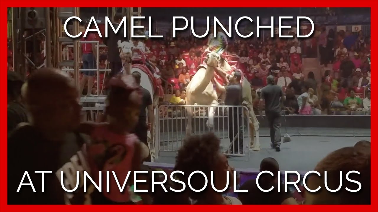 Camel PUNCHED in the neck at UniverSoul Circus - YouTube