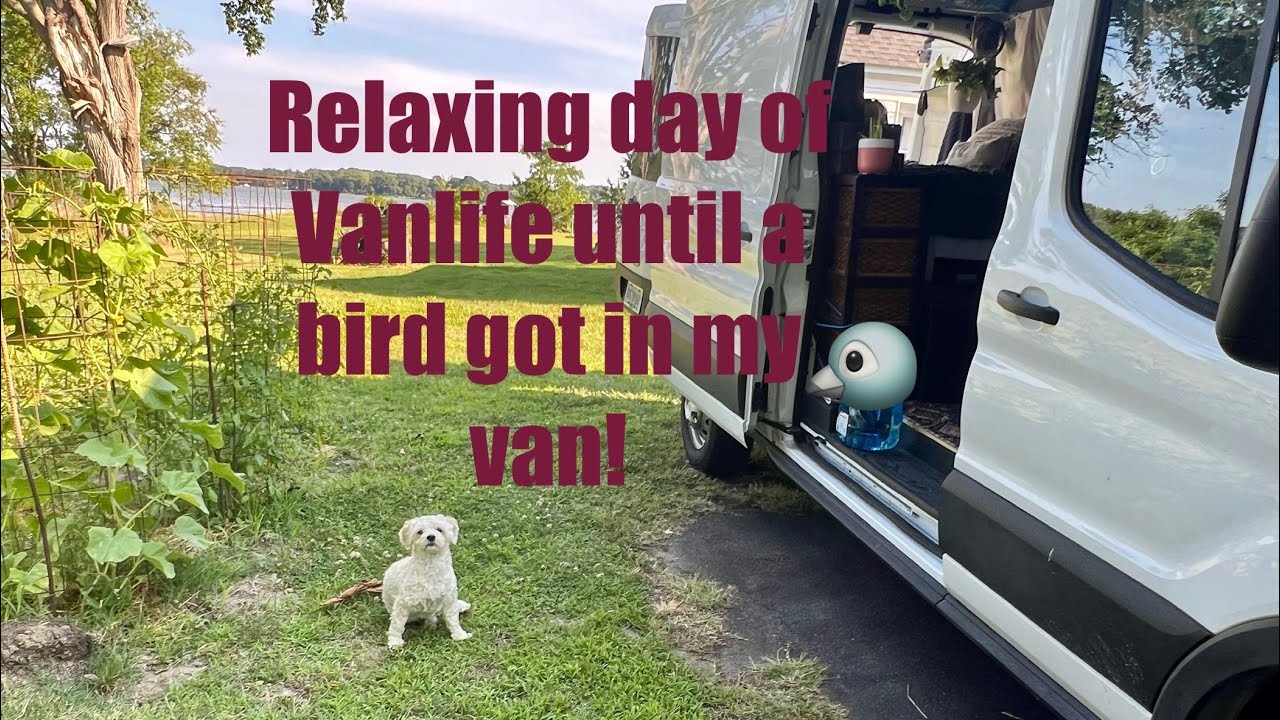 Van life is definitely an adventure! A bird got in my Van. - YouTube