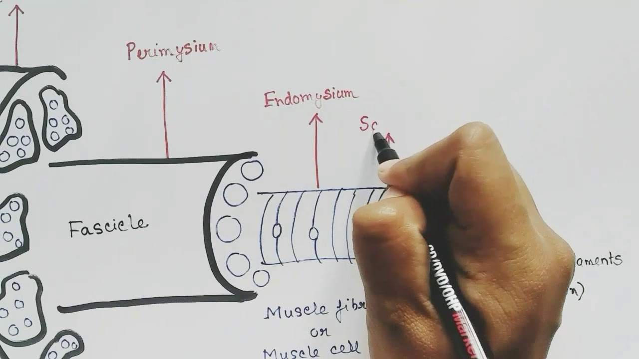 Skeletal muscle myology - YouTube