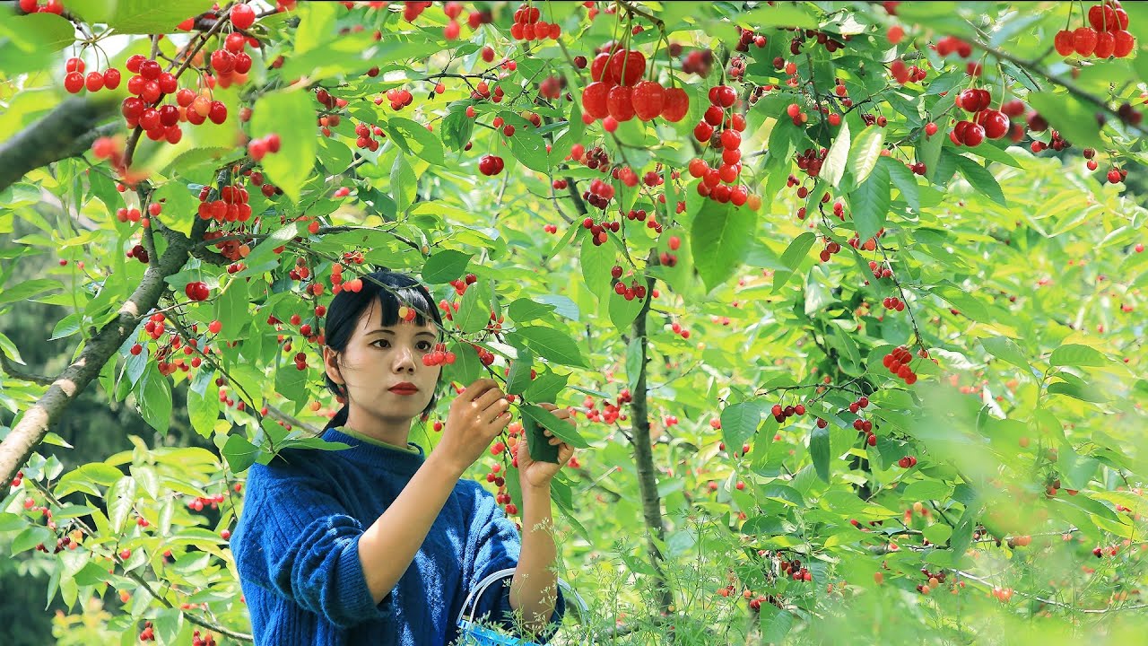Big and sweet cherry，Cooking a nutritious and delicious breakfast把又大又甜的 ...