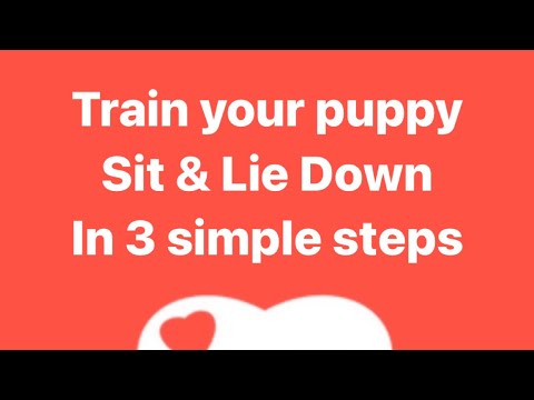 🐶Train Sit & Lie Down in 3 Simple Steps - YouTube