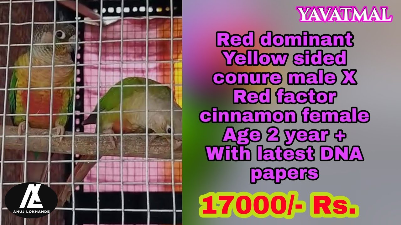 Red Dominant Yellow Sided Conure Male X Red Factor Cinnamon Female ...