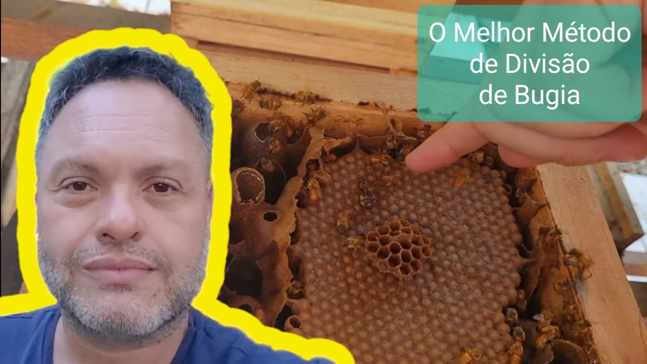 Você precisa Aplicar esta TÉCNICA no seu Manejo de Bugia! - YouTube