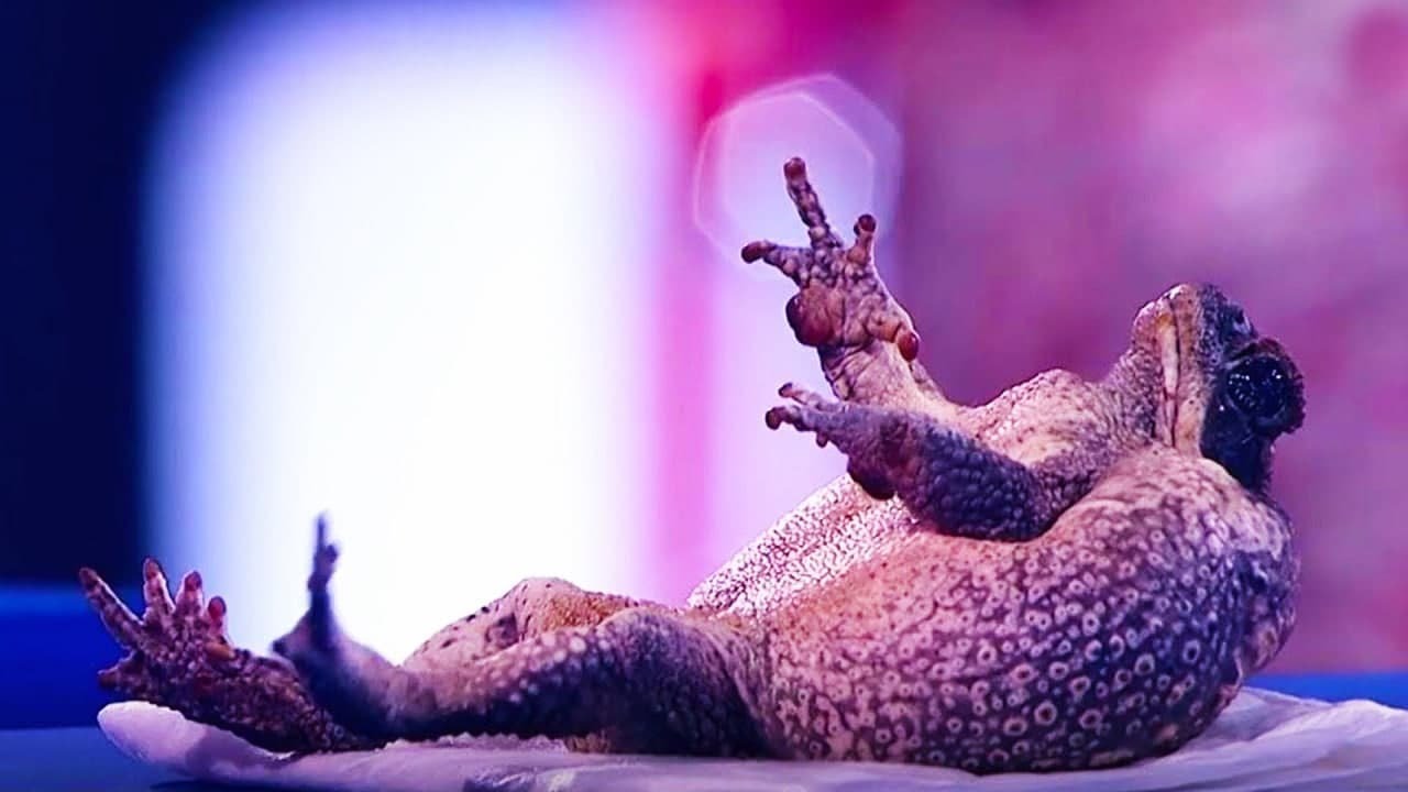 These Things Can Hypnotize Animals Immediately! - YouTube