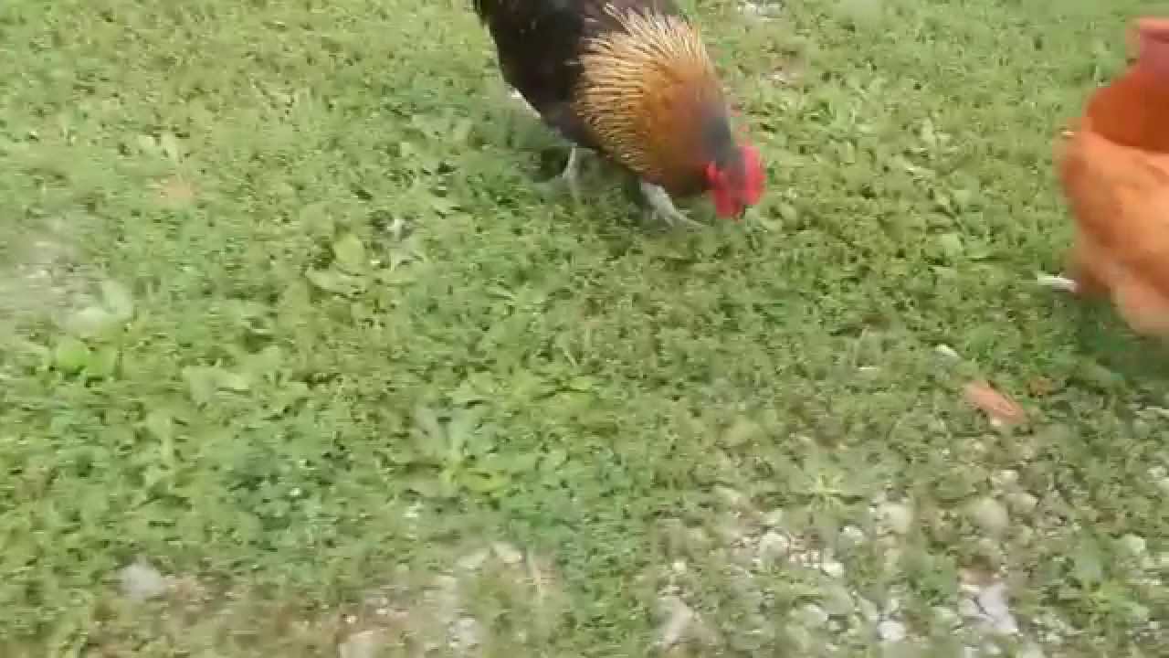 French Toulouse Geese - YouTube