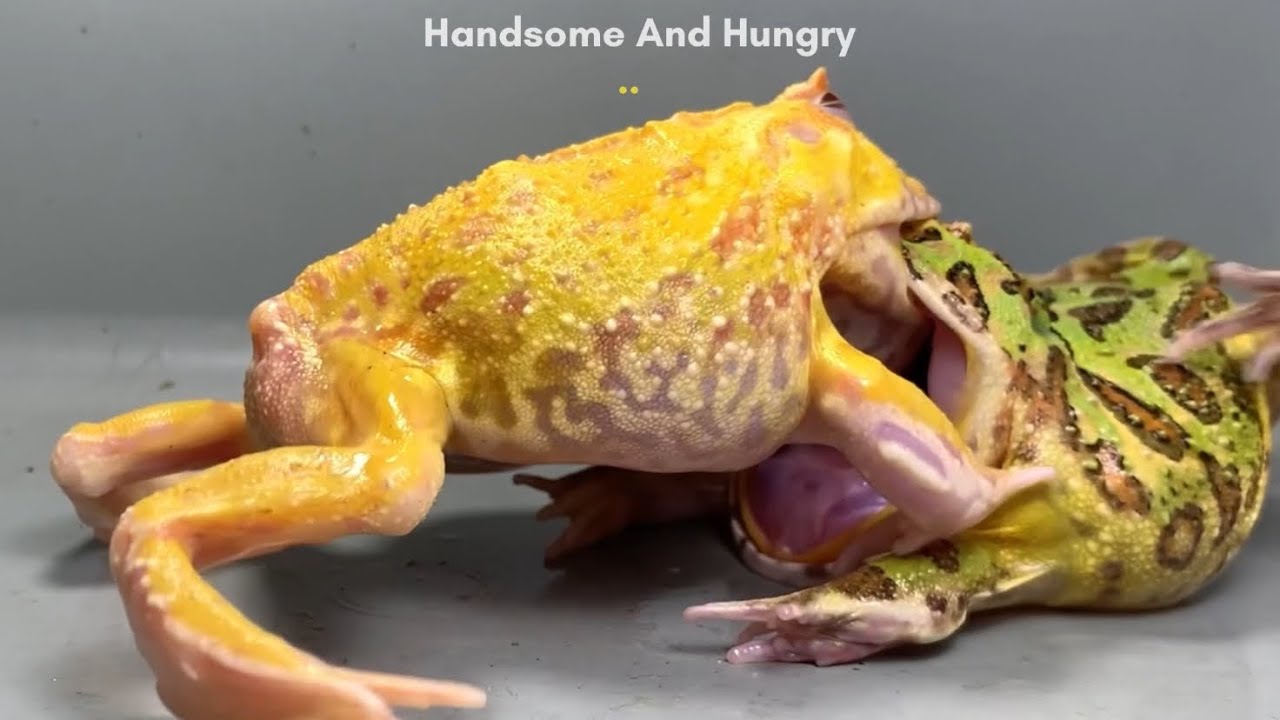 Yellow Pacman Frog Act Like Devil 🐸 (Frog And Toad) カエルとヒキガエル - YouTube