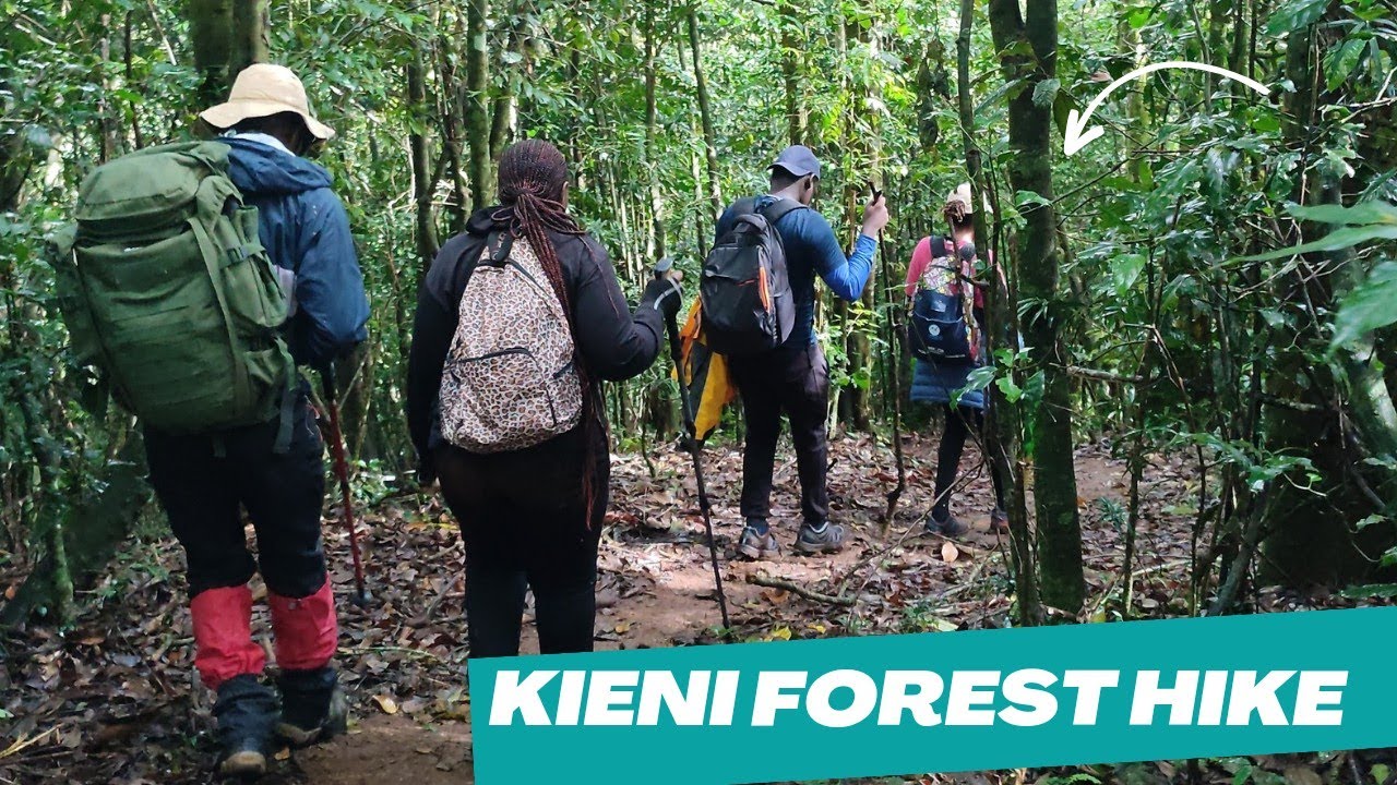 KIENI FOREST HIKE -CHASING THE MOST UNIQUE WATERFALLS IN KENYA - YouTube