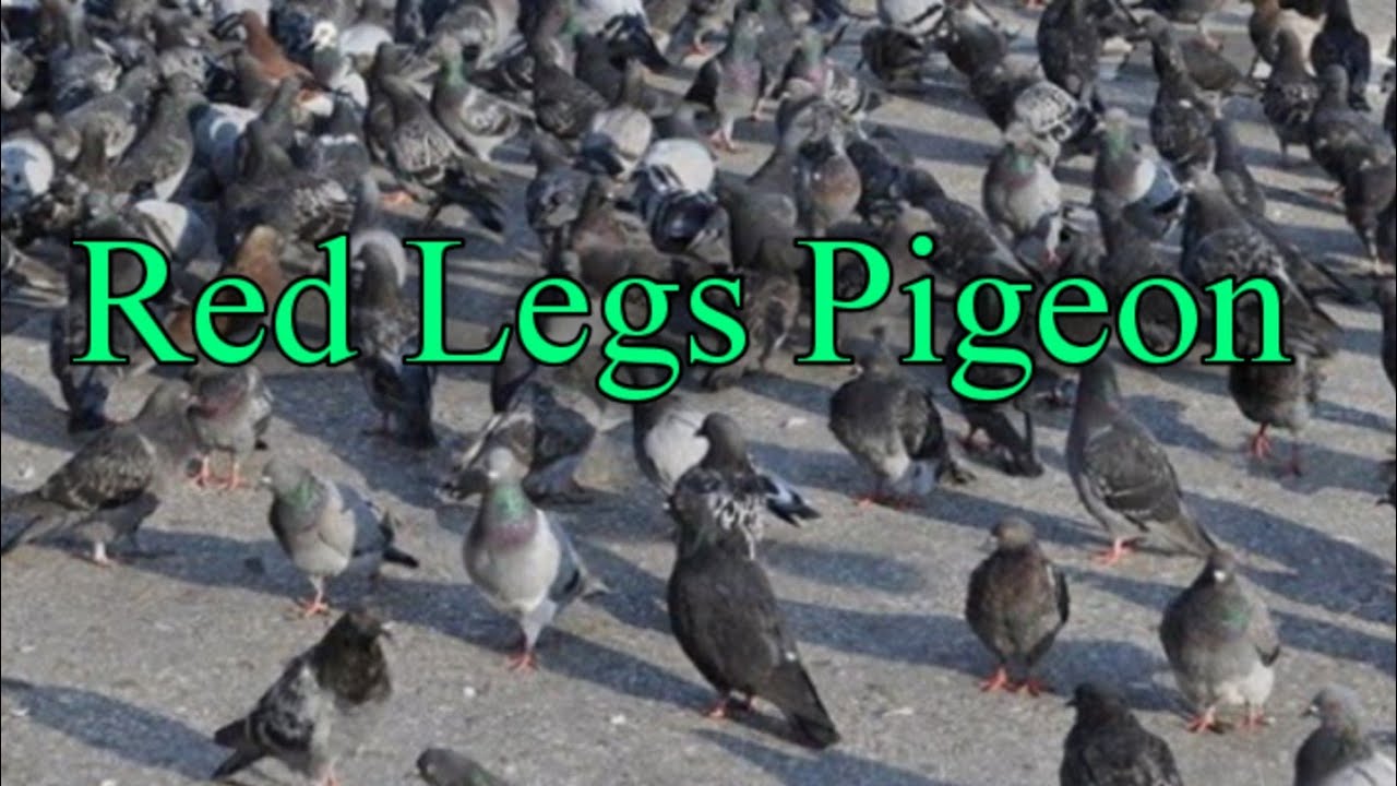 Red Legs Pigeon #NatureAnimalsChannel - YouTube