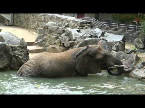 Philadelphia Zoo Elephant Swimming - in October! - YouTube
