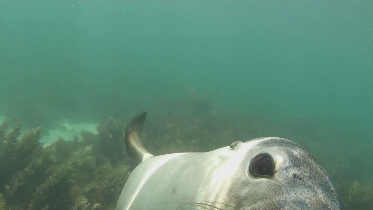 Wild Sea Lion, Perth 2013 - YouTube