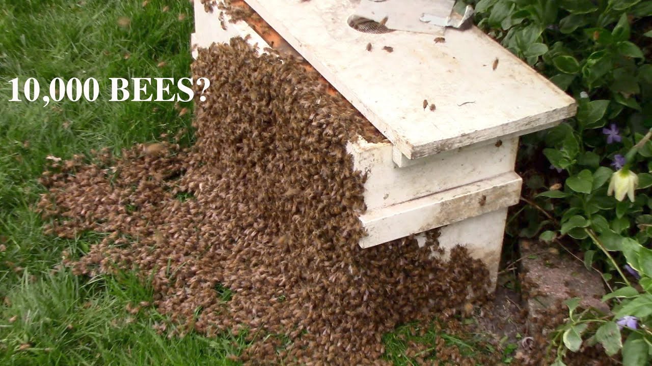 Swarm of 10,000 bees turn into cloud while being captured - YouTube