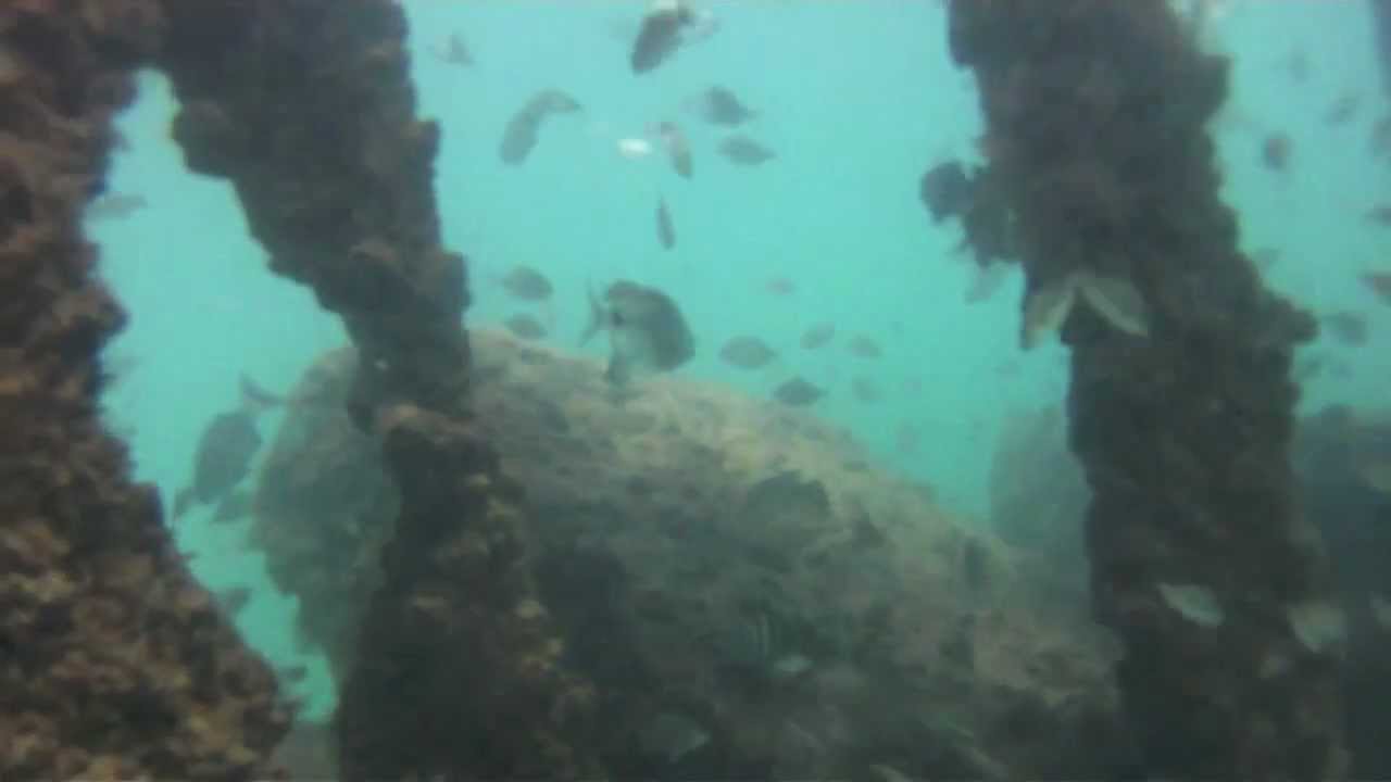 snook in jupiter inlet (HD) - YouTube