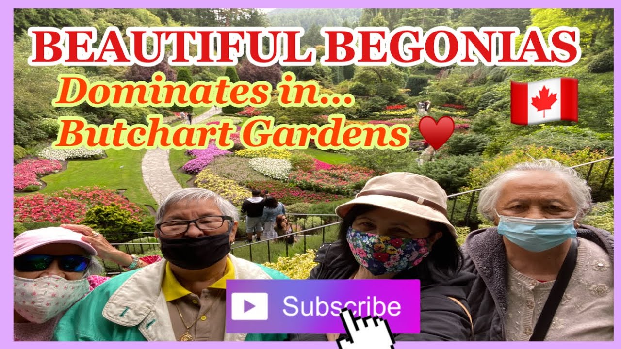 BEAUTIFUL BEGONIAS dominates in Butchart Gardens… || Sofie D - YouTube
