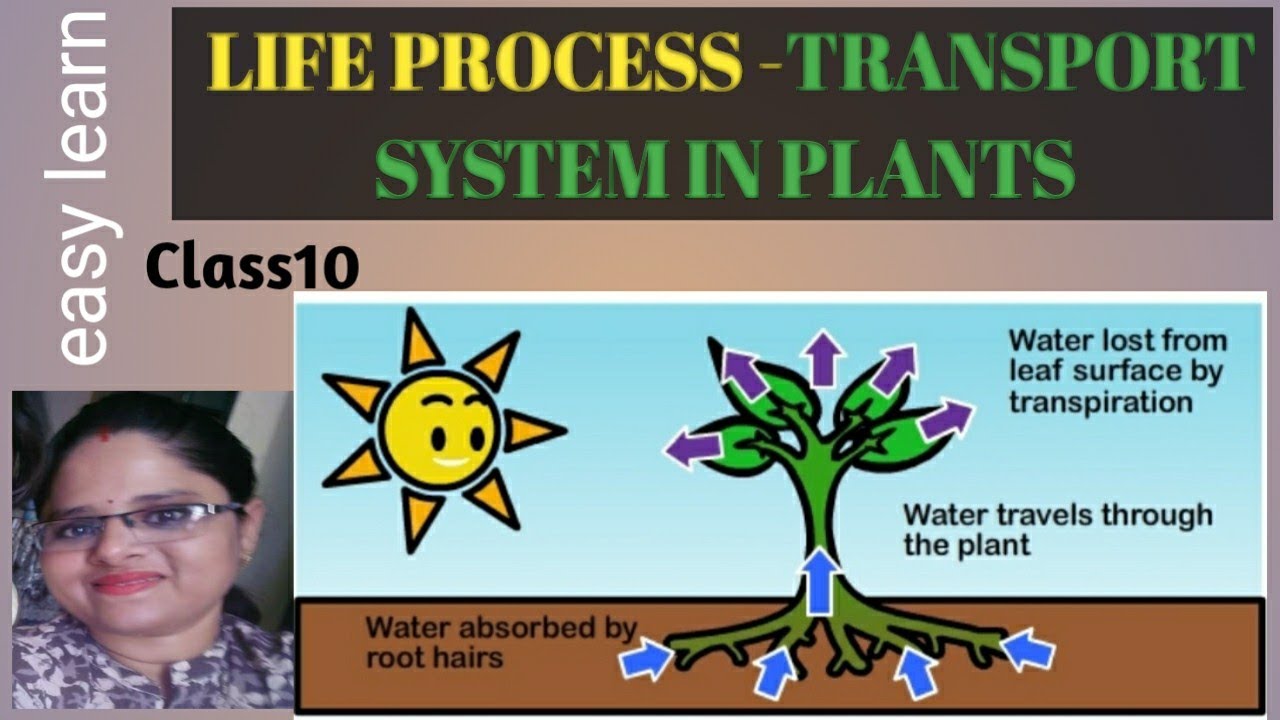 LIFE Processes -TRANSPORT SYSTEM IN PLANT - YouTube