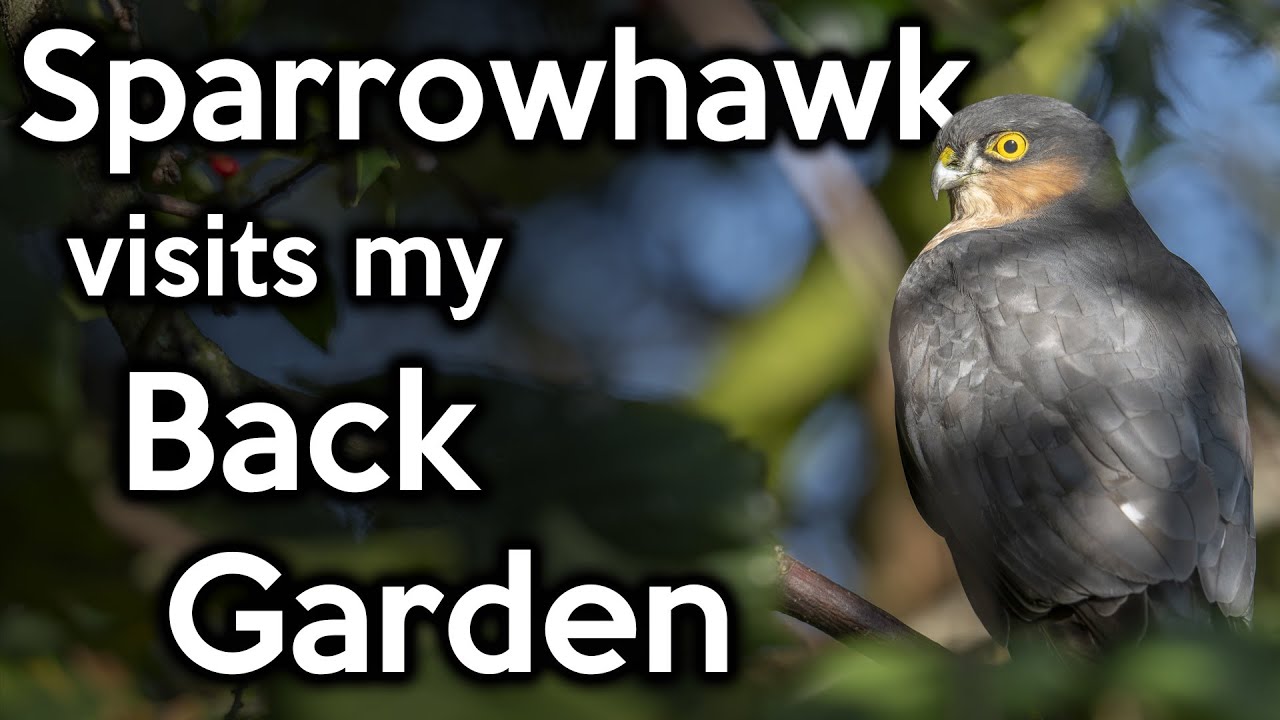 You won't believe what birds I photographed in my back garden - YouTube