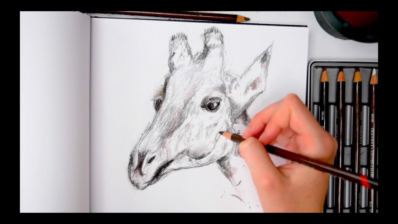 Drawing a Giraffe in Charcoal - YouTube
