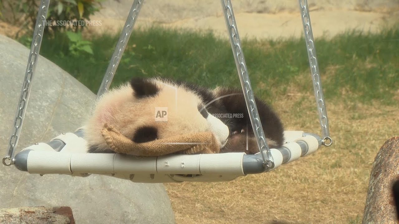 Panda cubs at Hong Kong enclosure ready for public debut - YouTube