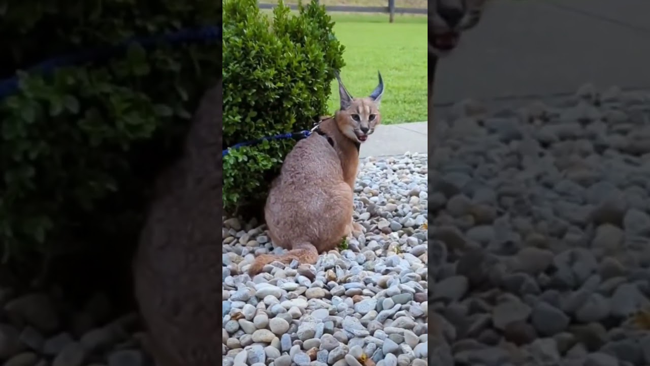 Time to eat Floppa - YouTube