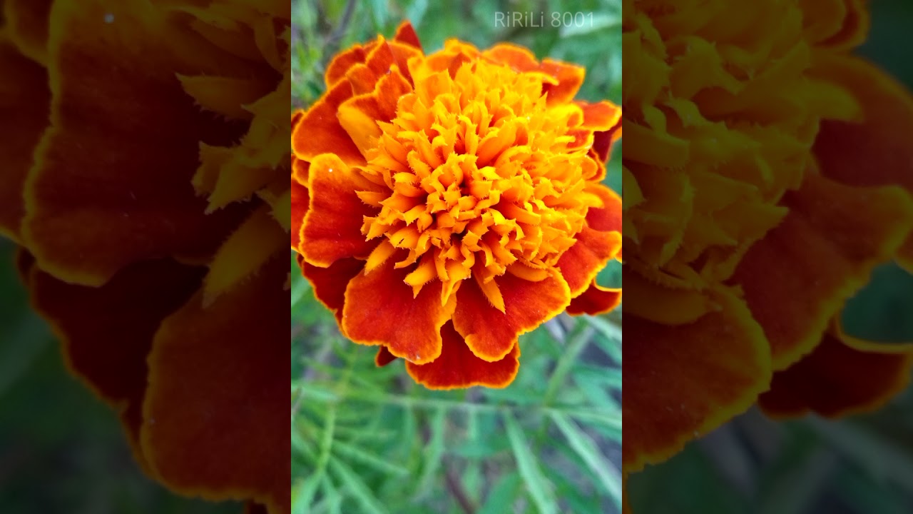 5 beautiful flowers ~ Slideshow photos - YouTube