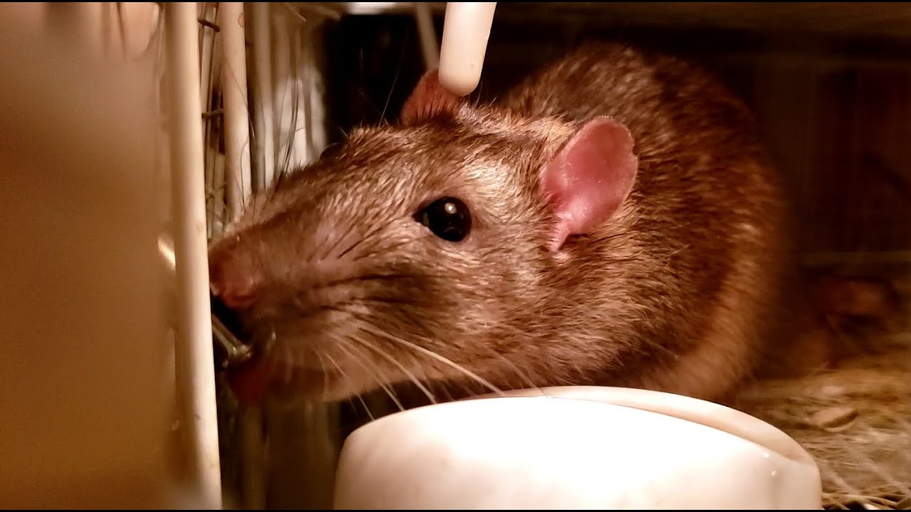 Close up of Rat Drinking (ft. Tay) - YouTube