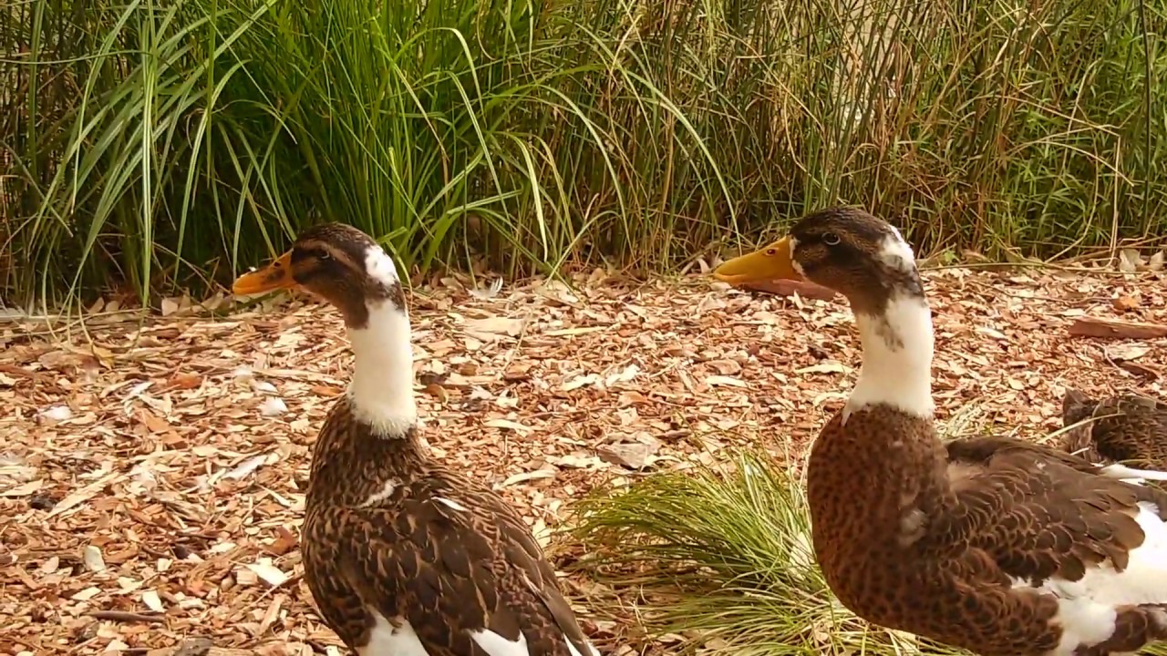 Ducks go quack, quack, quack at University of Wollongong(UOW), NSW,AU ...