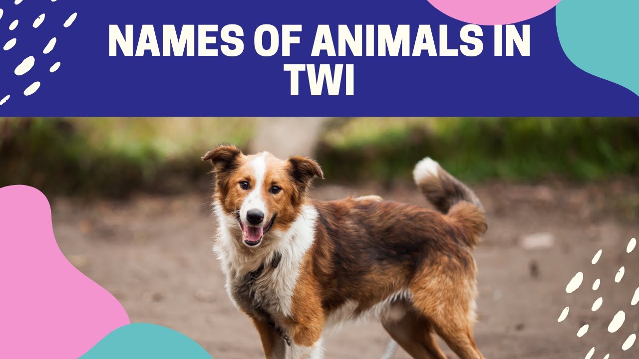 Names Of Animals in Twi | Animals |Twi Language | Twi made simple ...