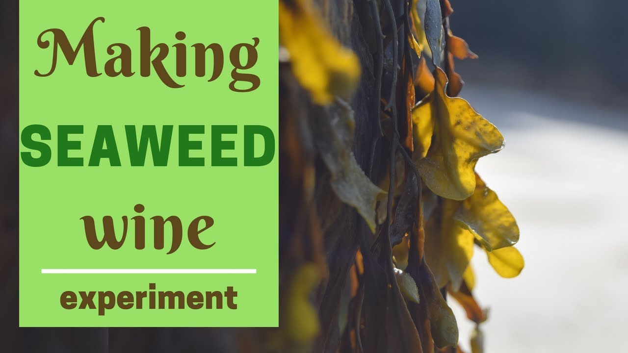 Making Seaweed Wine - The Experiment - YouTube