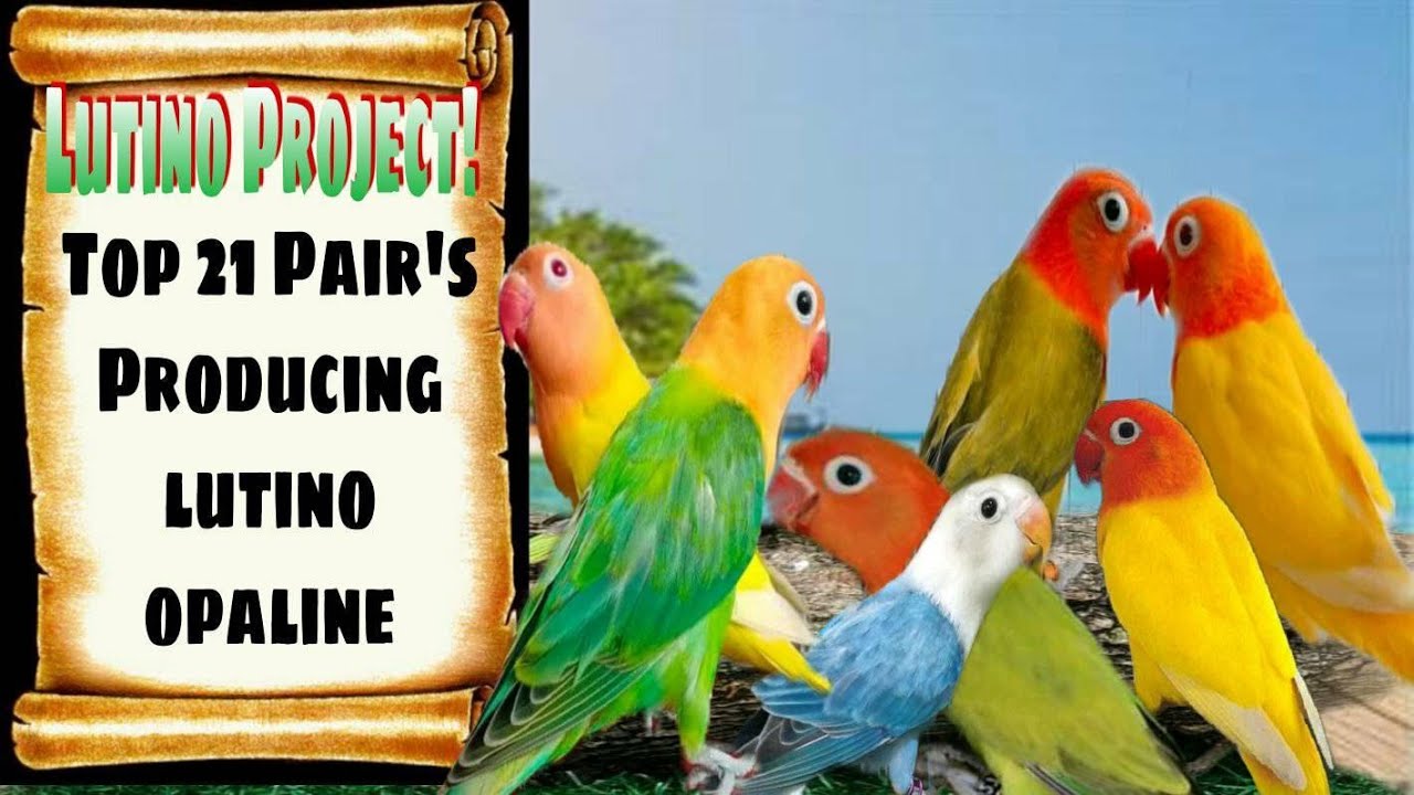 LIST OF PAIRING FOR LUTINO OPALINE PROJECT! II BEST PAIRING PRODUCING ...