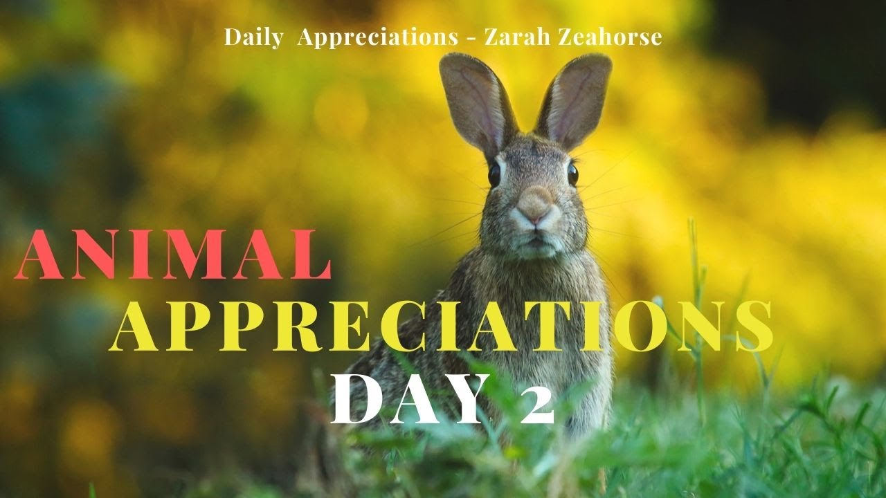 DAY 2 - Rabbits - Animal Appreciations - Zarah Zeahorse - YouTube