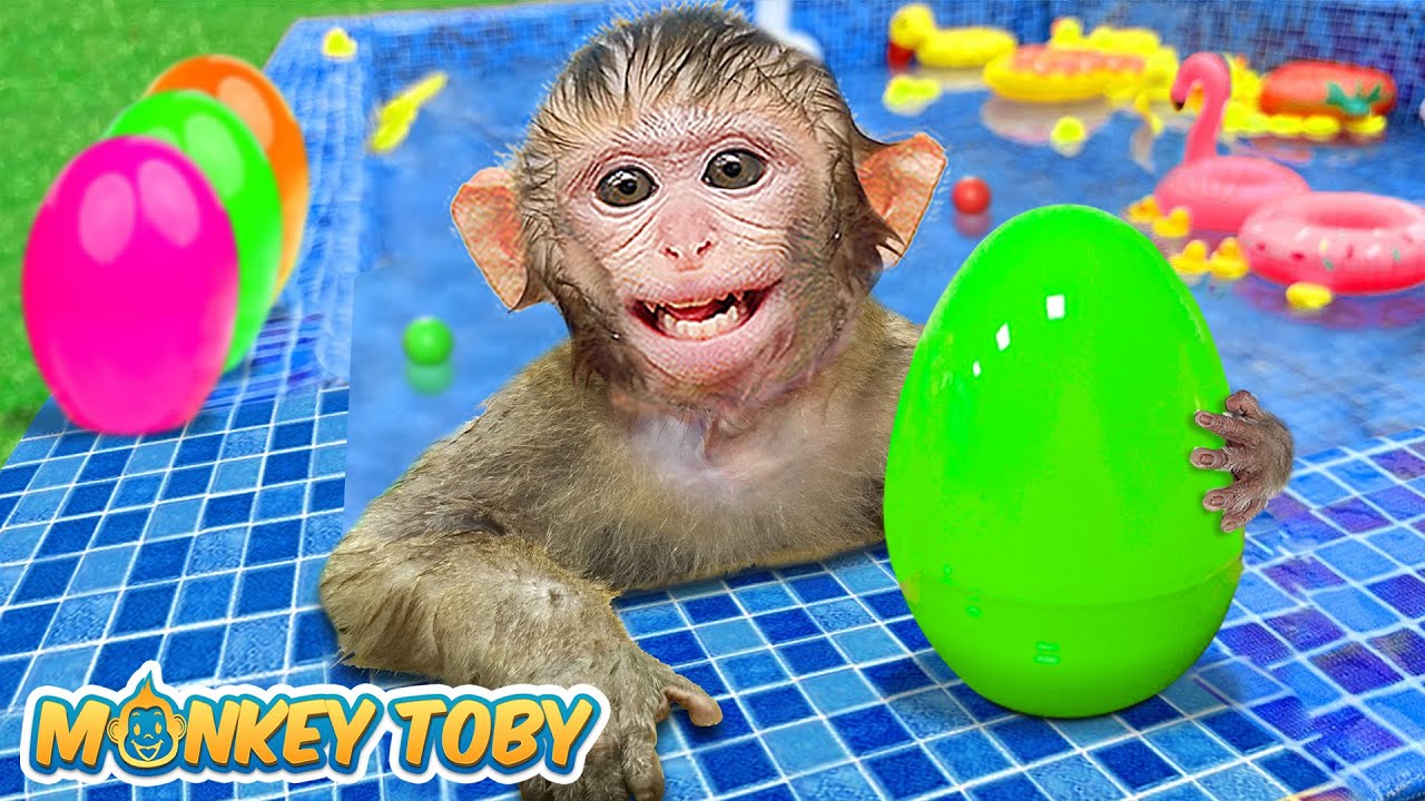 Monkey Toby go swimming in a pool full of surprise eggs | MONKEY TOBY ...