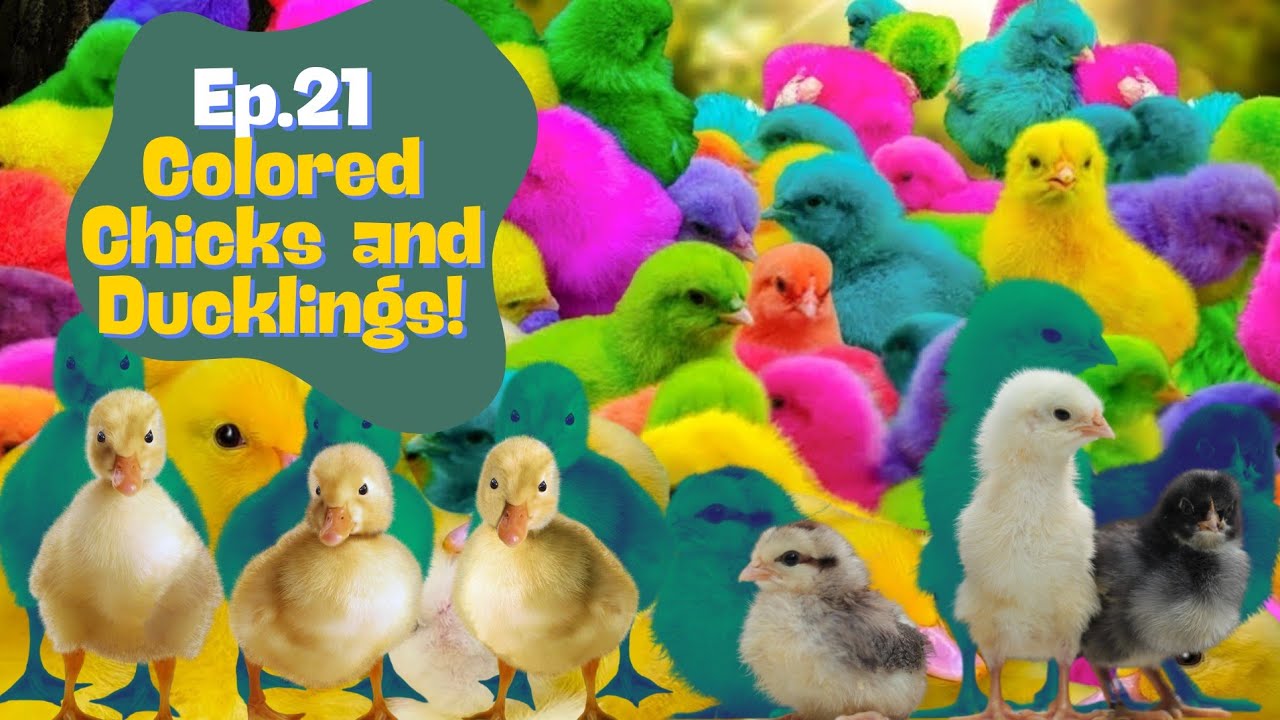 Colored Chicks and Ducklings Ep.21 - YouTube