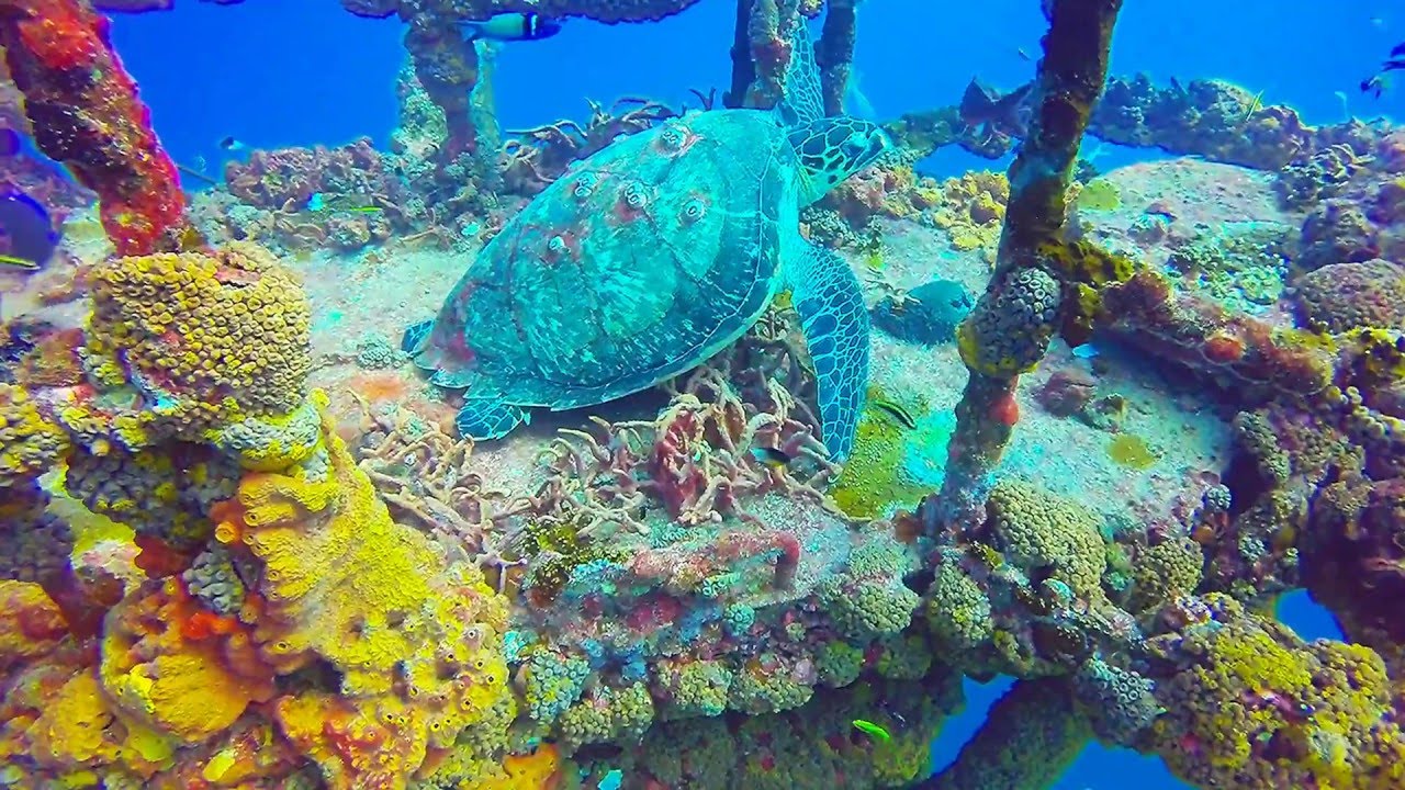 Scuba Diving the Florida Keys - WRECK DIVING! The Duane February 2016 ...