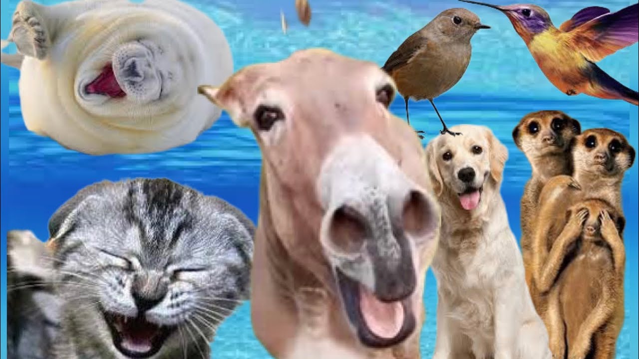 Funny animal sounds, Funny animals: Cow, Dog, Donkey,Lion - YouTube