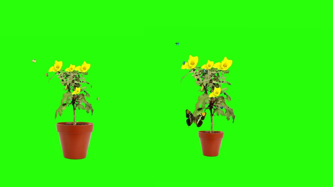 Flowers effects HD | effects | Green screen Flowers effects. - YouTube