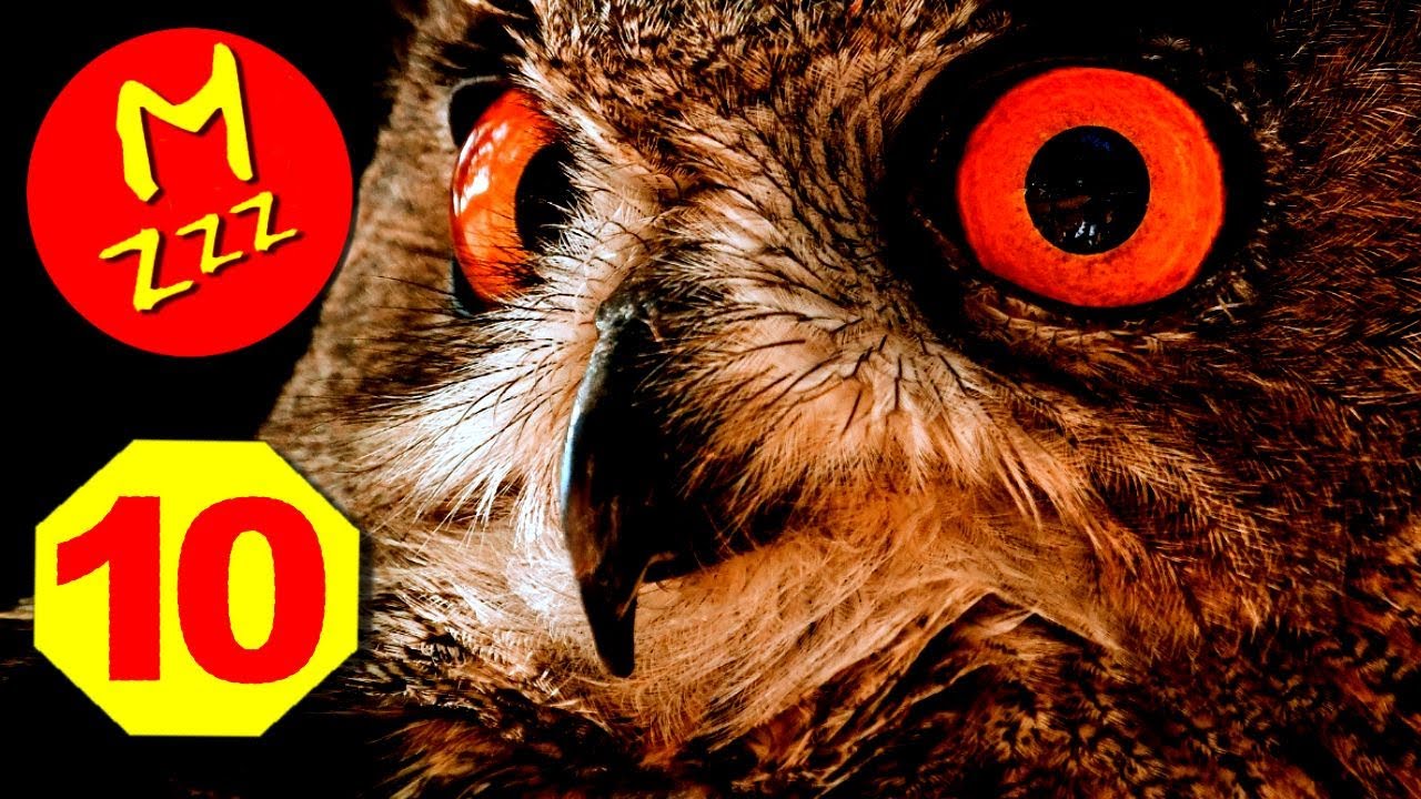 ★︎ Fall Asleep Fast ★︎ Owls Hooting for 10 Hours Relaxation Video ...