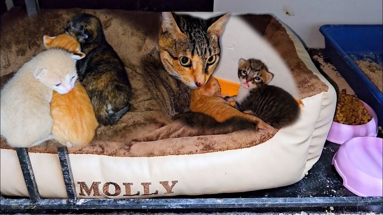 Rescued mother cat still shy and hiding, the newborn kittens are ...